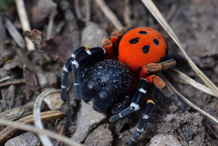Nejjedovatější zvířata České republiky 2. část | New Travel.cz