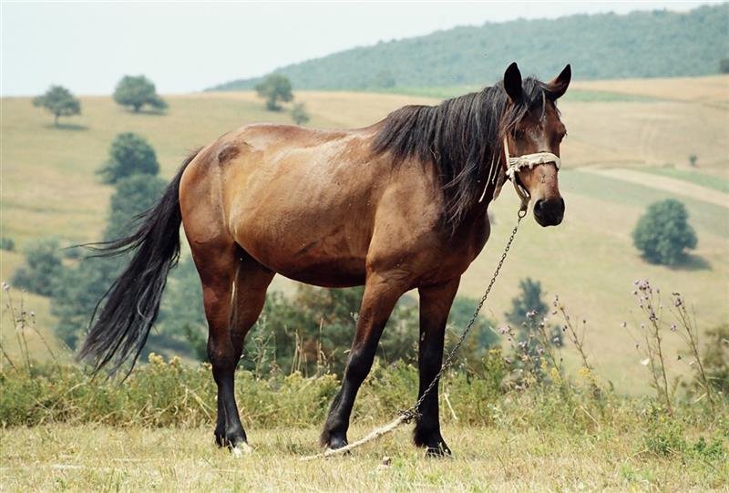 Velikonoce v Banátu Rumunsko | New Travel.cz