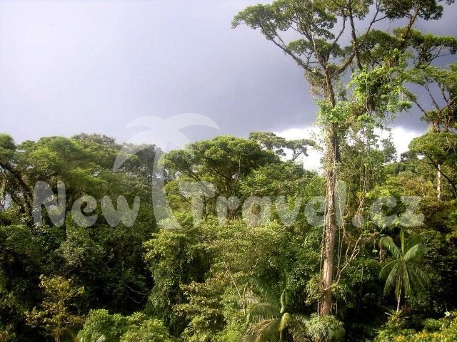 Fascinující deštné pralesy Kostariky Kostarika | New Travel.cz